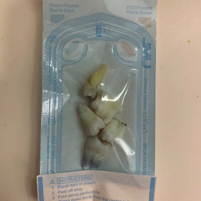 5 Real Human Teeth Molars, Premolars, & Anteriors - Etsy