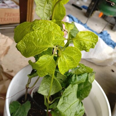Scent Leaf SEEDS, Clove Basil, African Basil, Nchanwu, Efirin, Ntonng ...