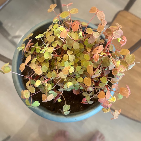 4" MULTICOLOR OXALIS Variegated Plant Pot - Rainbow Shamrock - Bright ...