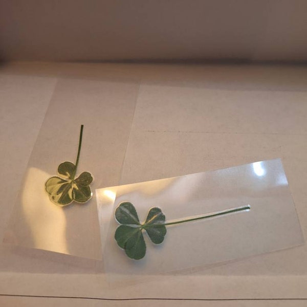 Real Five Leaf Clover - LAMINATED - Etsy