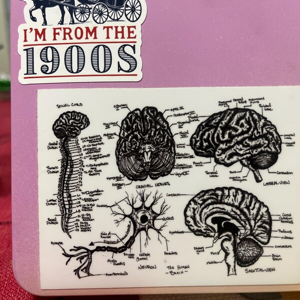 Brain Anatomy Diagram, Neurology, Psychology Art, Brain Anatomy Study ...