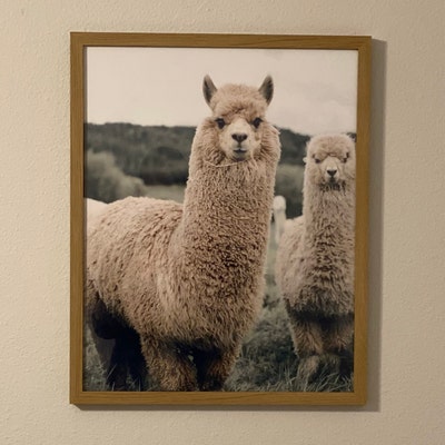 Llama Wall Art, Alpaca Print, Farmhouse Wall Art, Alpaca Printable ...
