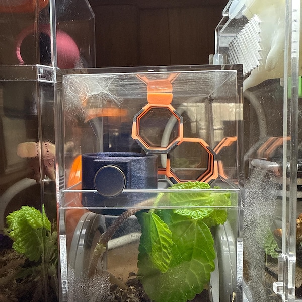 Iridescent Tri-finity Magnetic Jumping Spider Hide built in Magnet - Etsy