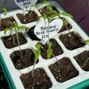Micro-tom Tomato Seeds Organic - Etsy