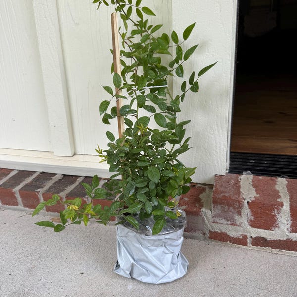 10 Yumberry Tree Seeds for Planting – Myrica Rubra Yangmei – Exotic ...