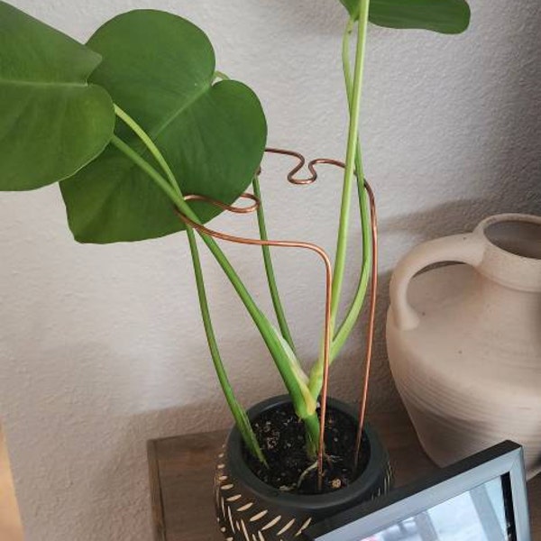 Plant Propagation Side Car Plant Buddy Test Tube Prop Station - Etsy