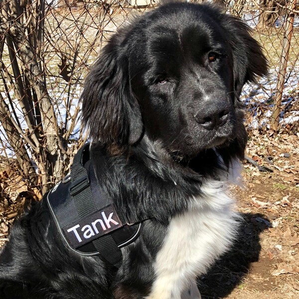 Custom / Personalized Harness Dog Patches - Set of 2 - - Etsy