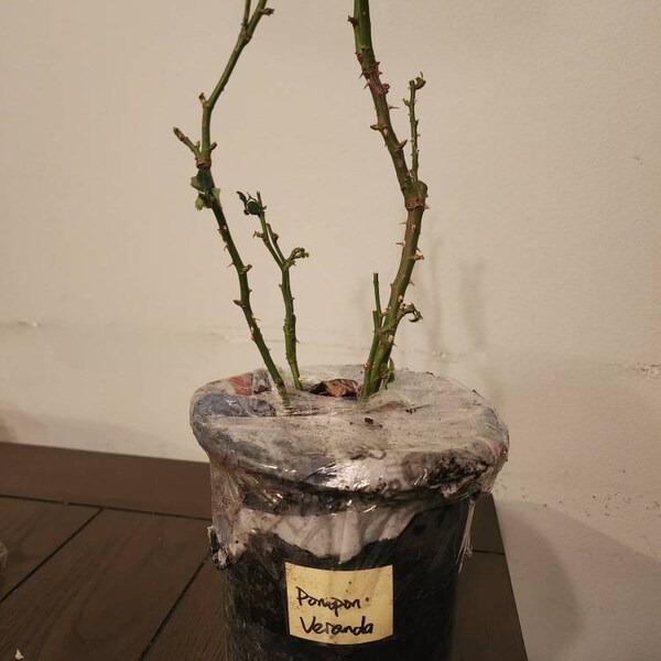 Sabrina | French Garden Shrub Rose | Own Root - Etsy