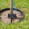 Tree Plaque Marker Metal Garden Sign 5x3" With Stake, Metal Name Plate ...