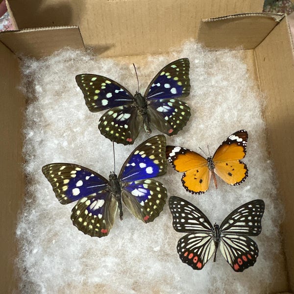 Real Butterfly ,spread Butterfly,nature Blue Butterflies, Holly Blue ...