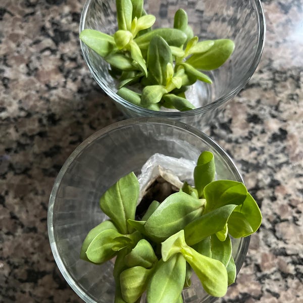 Ranunculus Tecolote Picotee Pink Mix Corms (10) - Etsy