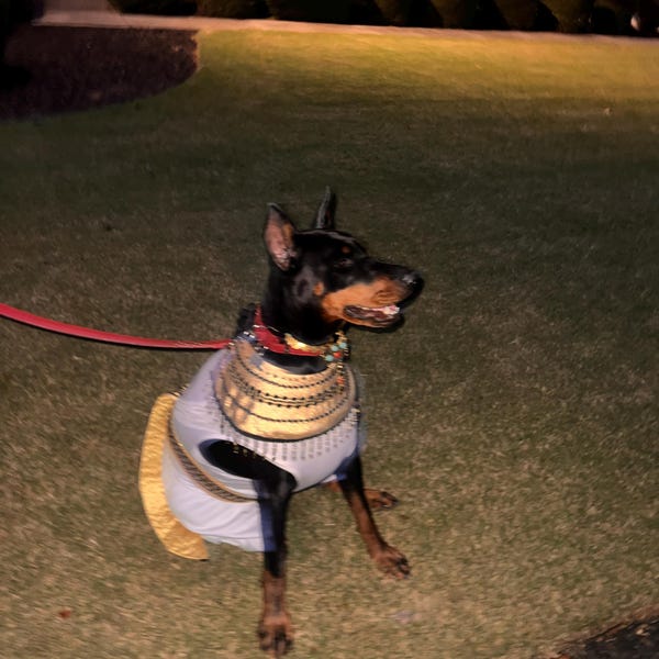 Dog Cleopatra Halloween Costume, Cleopatra Dog Costume, Puppy Cleopatra ...