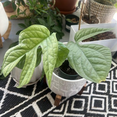 4 Spider Man Monstera Amydrium Medium Silver - Etsy