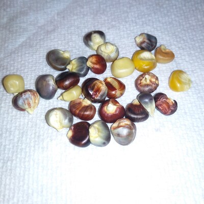 100 Ornamental INDIAN CORN WAMPUM Mixed Colors Zea Mays Vegetable Seeds ...