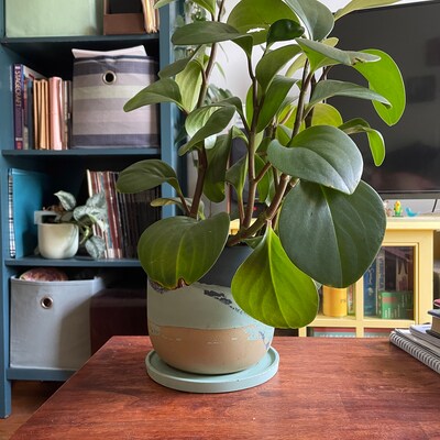 Comfort Planter Mauve Layered Concrete Planter Minimalist Planter ...