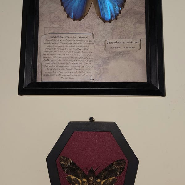 Real Death Head Moth Acherontia Coffin Frame, Black Gothic Hanging ...
