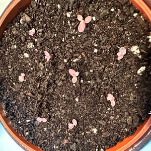 String of Bottons Hottentot Crassula Marnieriana Crassula - Etsy Canada