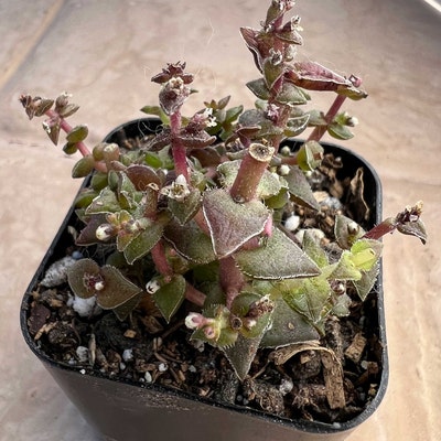 RARE Crassula Tabularis Pagoda Village Succulent Plant 2 Pot - Etsy