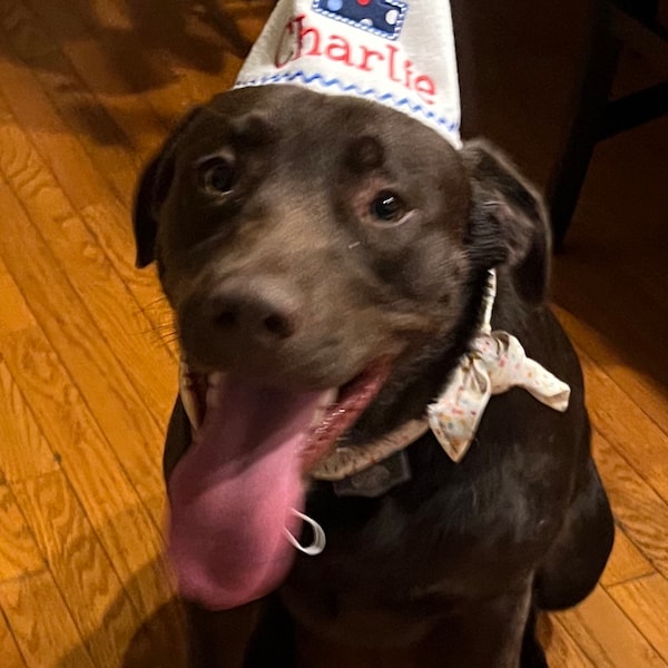 CUSTOMIZABLE Dog Bone MINI Birthday Cake Smash Party Hat / Headband in ...