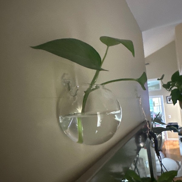 Hanging Glass Wall Planter Propagation Terrarium Vase Quick Hook - Etsy