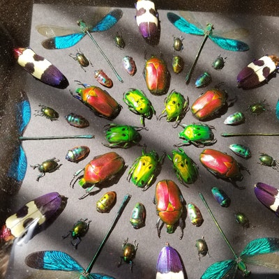 Real Framed Insects Pinned Bugs Oddities and Curiosities Taxidermy ...