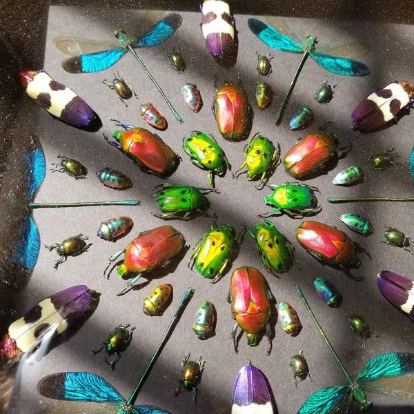 Real Framed Insects Pinned Bugs Oddities and Curiosities Taxidermy ...