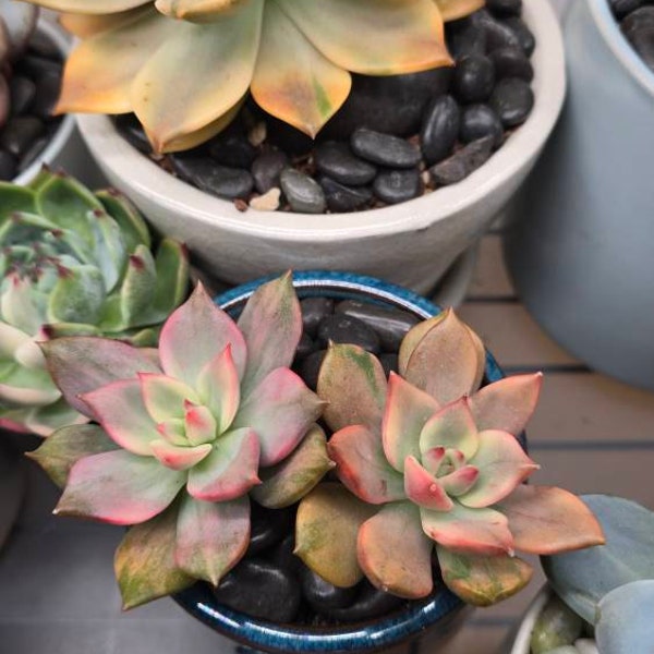 Haworthia Picta Metallic Red - Etsy