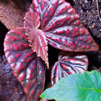 Begonia Baik X Begonia Ocellata Hybrid - Etsy
