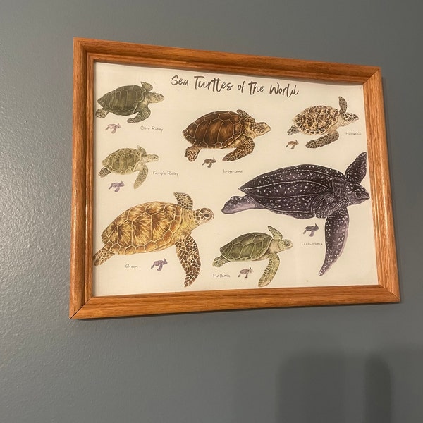 Sea Turtles of the World Wall Art | Nautical Home Décor | Ocean Animals ...