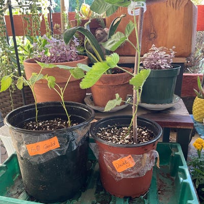 Fall Gold Raspberry Starter Plant Sweet Raspberries Yellow Berry Fruit ...