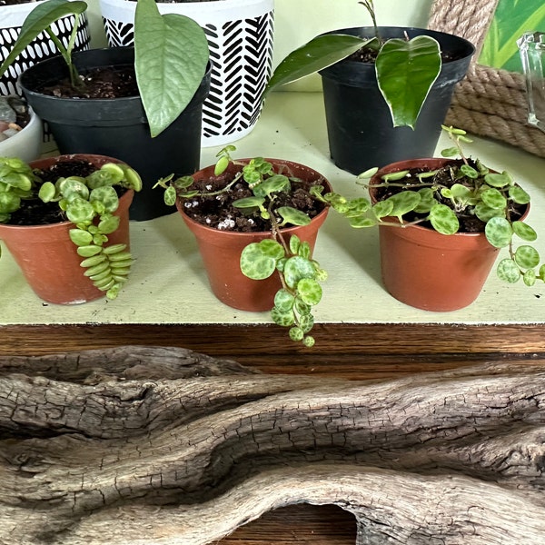 String of Turtles, Peperomia Prostrata, Turtle Vine, Trailing House ...
