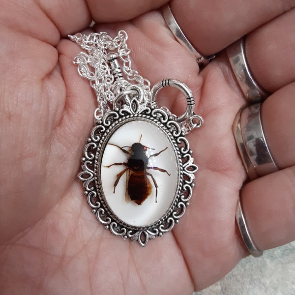 Real Honey Bee Pendant. Real Bug Taxidermy Necklace. Preserved Insect ...