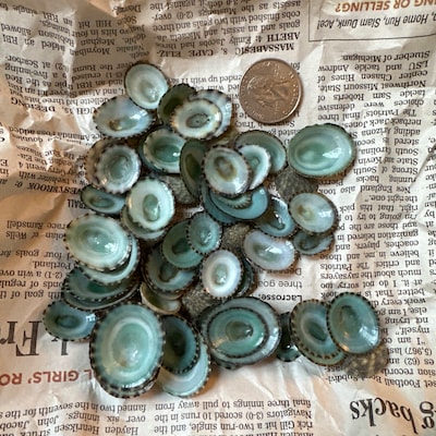 25 to 500 Limpet Shells Seashells Aqua Blue Teal Green Limpet Small ...