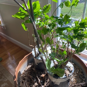 AMLA Live Plant Aka Emblica Officinalis Indian Gooseberry - Etsy