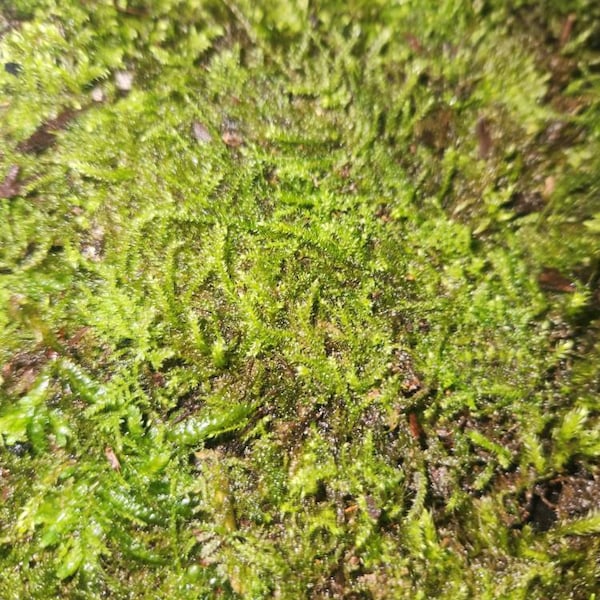 Live Sheet Moss - for Terrariums, Vivariums, Moss Gardens - Etsy