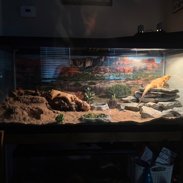 40 Gallon Red Rock Desert Background Petbackdrops - Aquarium Background ...