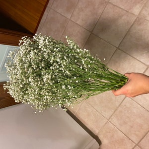 Preserved Blue Misty // Sea Lavender // Caspia // Naturally - Etsy