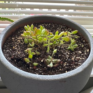 Peperomia ruby Cascade Trailing Succulent, Indoor Plant - Etsy