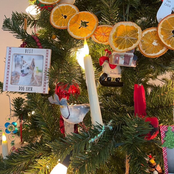 50 Pieces of “imperfect” Naval Oranges. Fresh, Ships Fast…. - Etsy