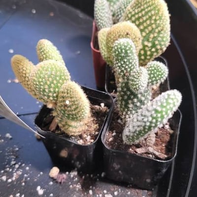 2 Bunny Ear Cactus Yellow Angel Wing Cactus Optunia Microdasys Albata ...