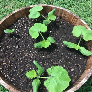 Duborskian Rice Seeds Packet of 30 Seeds Palm Beach Seed | Etsy