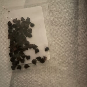 TREE SPINACH Seeds FREE Shipping Fresh & Organic - Etsy