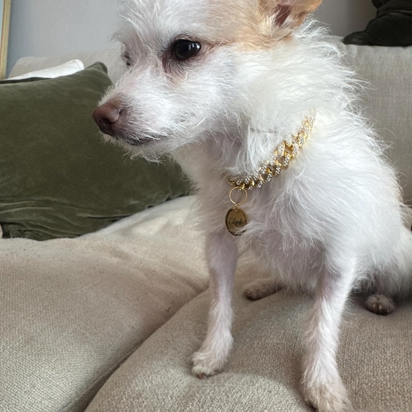 Personalized Cuban Chain, Cuban Chain Dog, Gold Chain Dog,id Link Dog ...