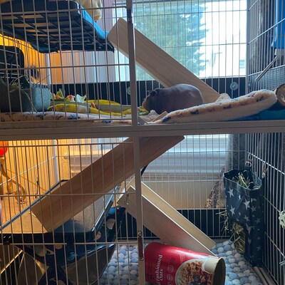 5.5 Guinea Pig Ramp With Sides, Guinea Pig Accessory, Chinchilla Cage ...