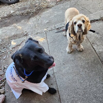 DOG COSTUME Sock Hop Dog Costume Halloween for Pets Dog - Etsy