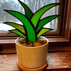 Stained Glass Agave, Stained Glass Succulent plant Only - Etsy