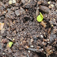 Wingstem Seeds - Etsy Canada