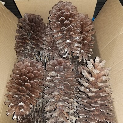 7-8 Jumbo Pine Cone, Large Pine Cone, Jumbo Pinecone, Large Pinecone ...