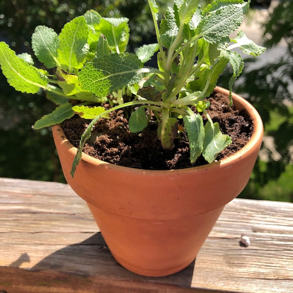 2 Salvia Nemorosa 'bumbleberry' Live Perennial Plants. Stunning Colors ...