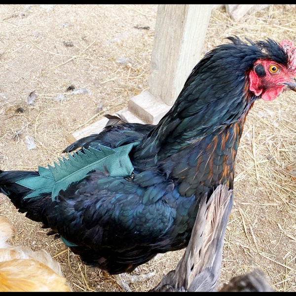 Waterproof Chicken Saddle: Dinosaur Costume Hen Apron With Tail Spikes ...